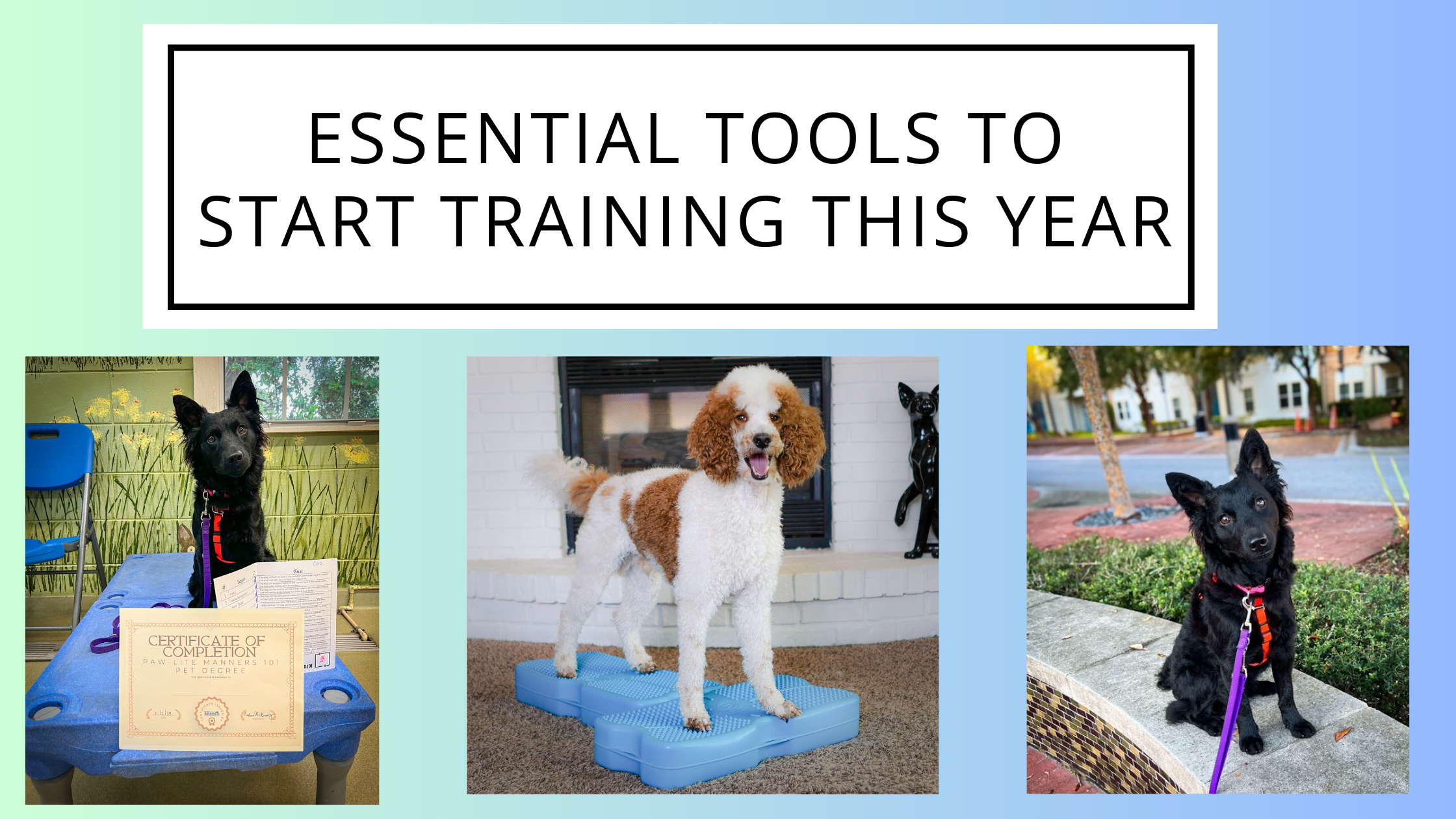 Essential Tools to Start Training This Year – Blue-9 Pet Products