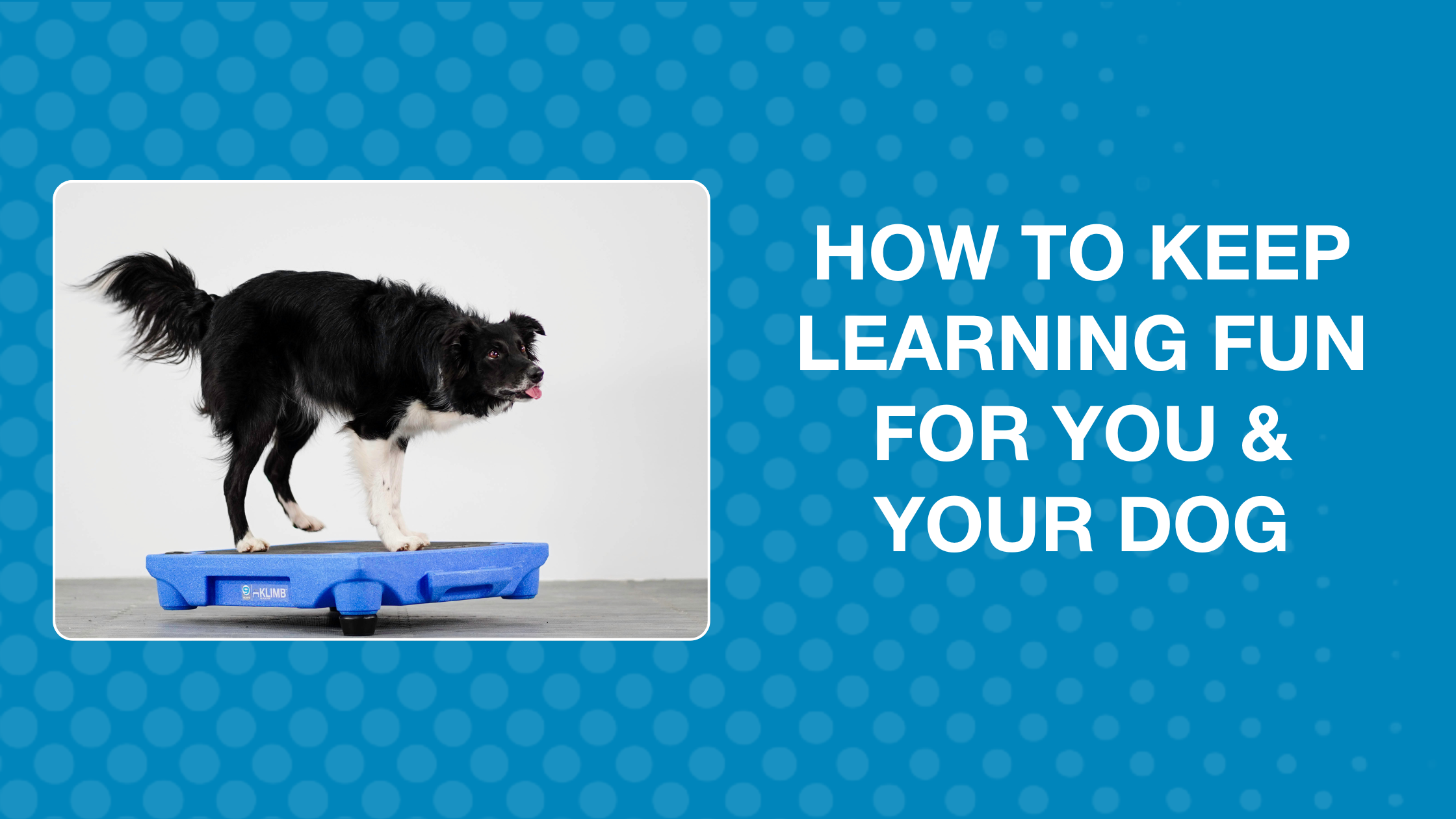 How to Keep Learning Fun for You & Your Dog – Blue-9 Pet Products