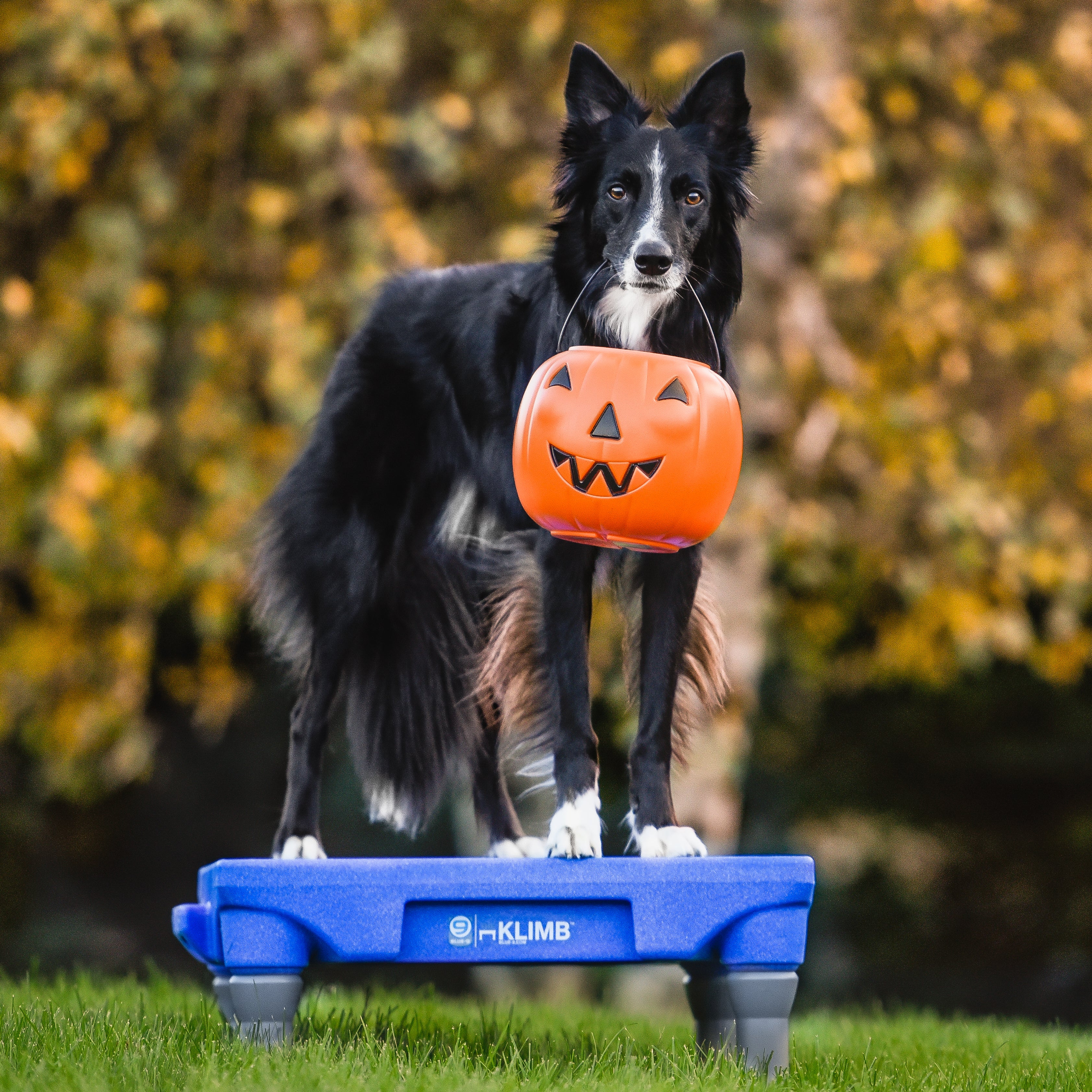 How to Teach Your Dog Good Doorbell Manners with the KLIMB – Blue-9 Pet ...