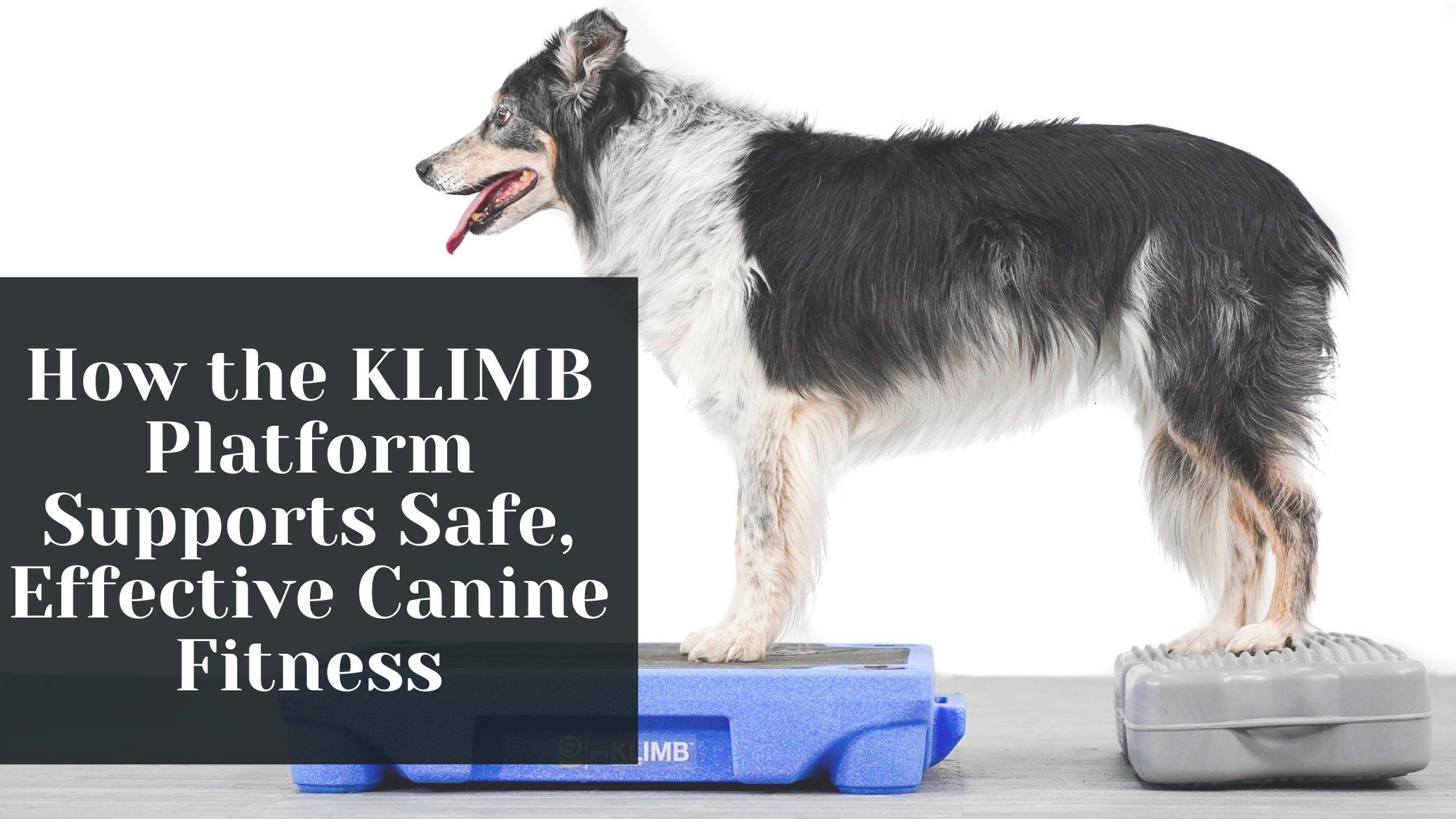 How the KLIMB Platform Supports Safe, Effective Canine Fitness – Blue-9 Pet Products