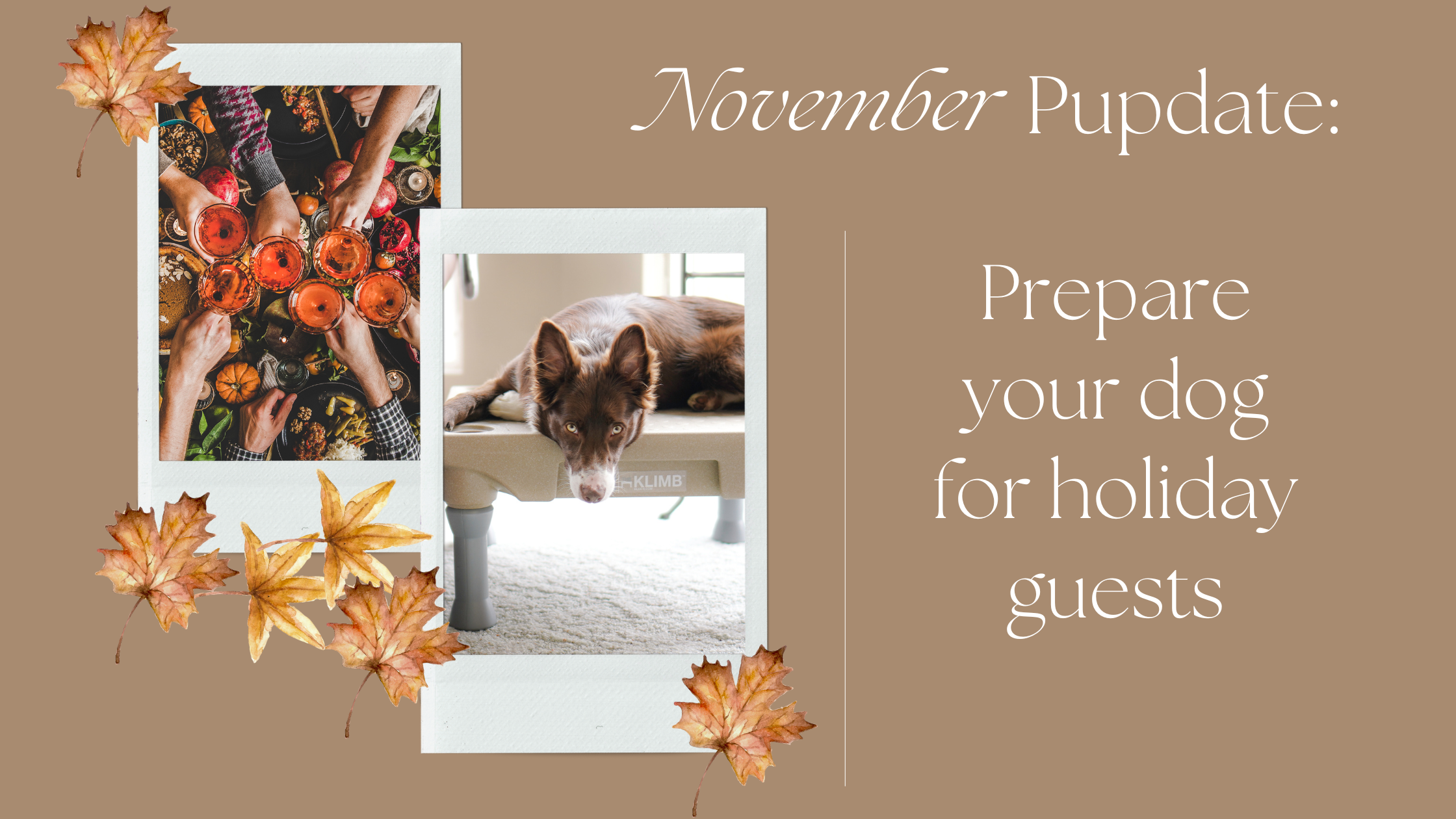 November Pupdate: Prepare Your Dog for Holiday Guests – Blue-9 Pet Products