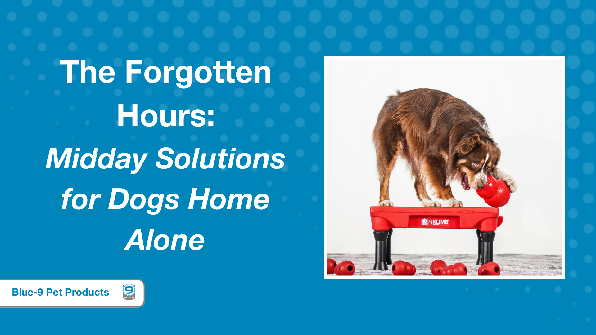 The Forgotten Hours: Midday Solutions for Dogs Home Alone – Blue-9 Pet ...