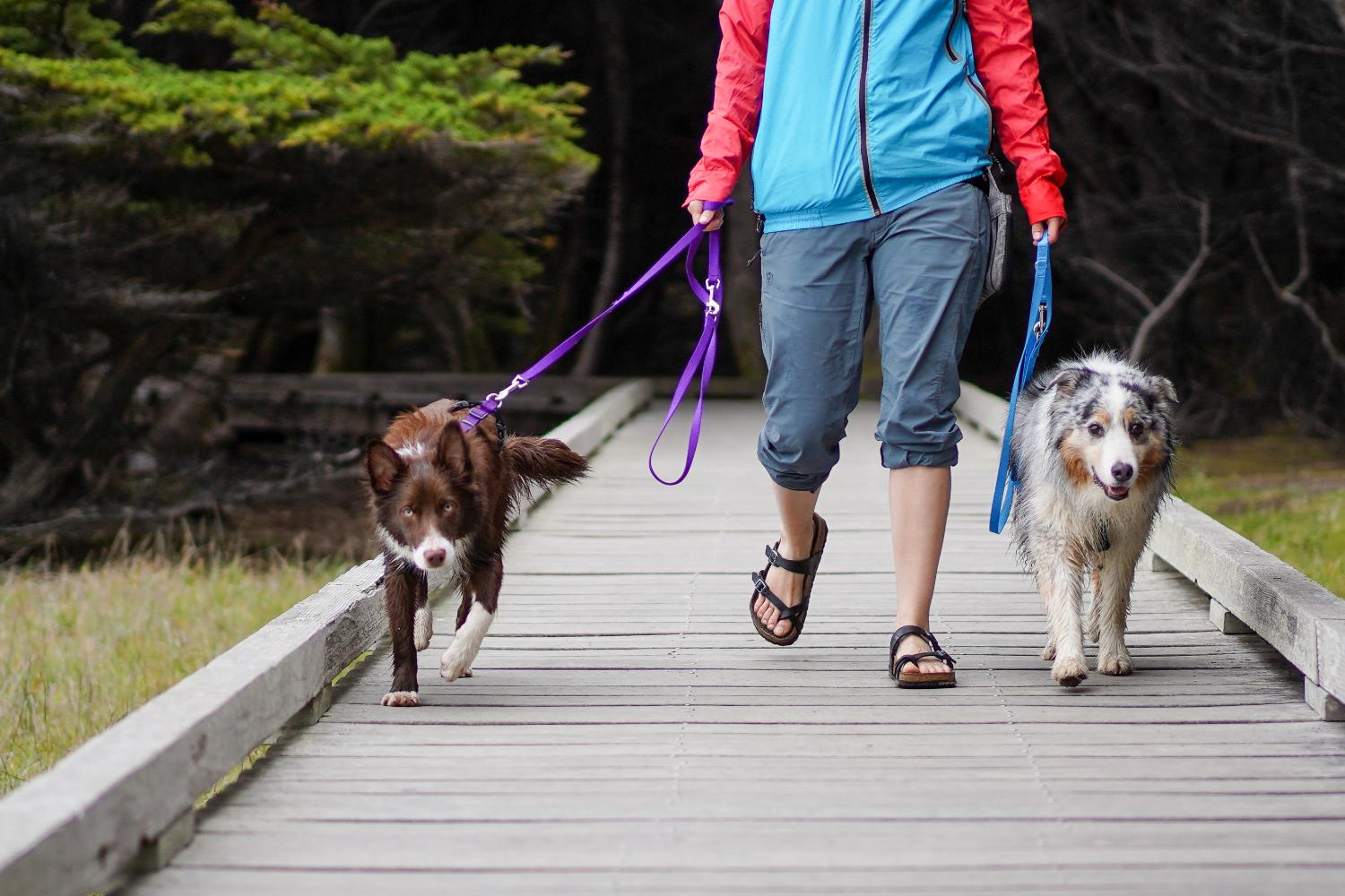 3 Loose Leash Dog Walking Tips | Blue-9 Training Tips – Blue-9 Pet Products