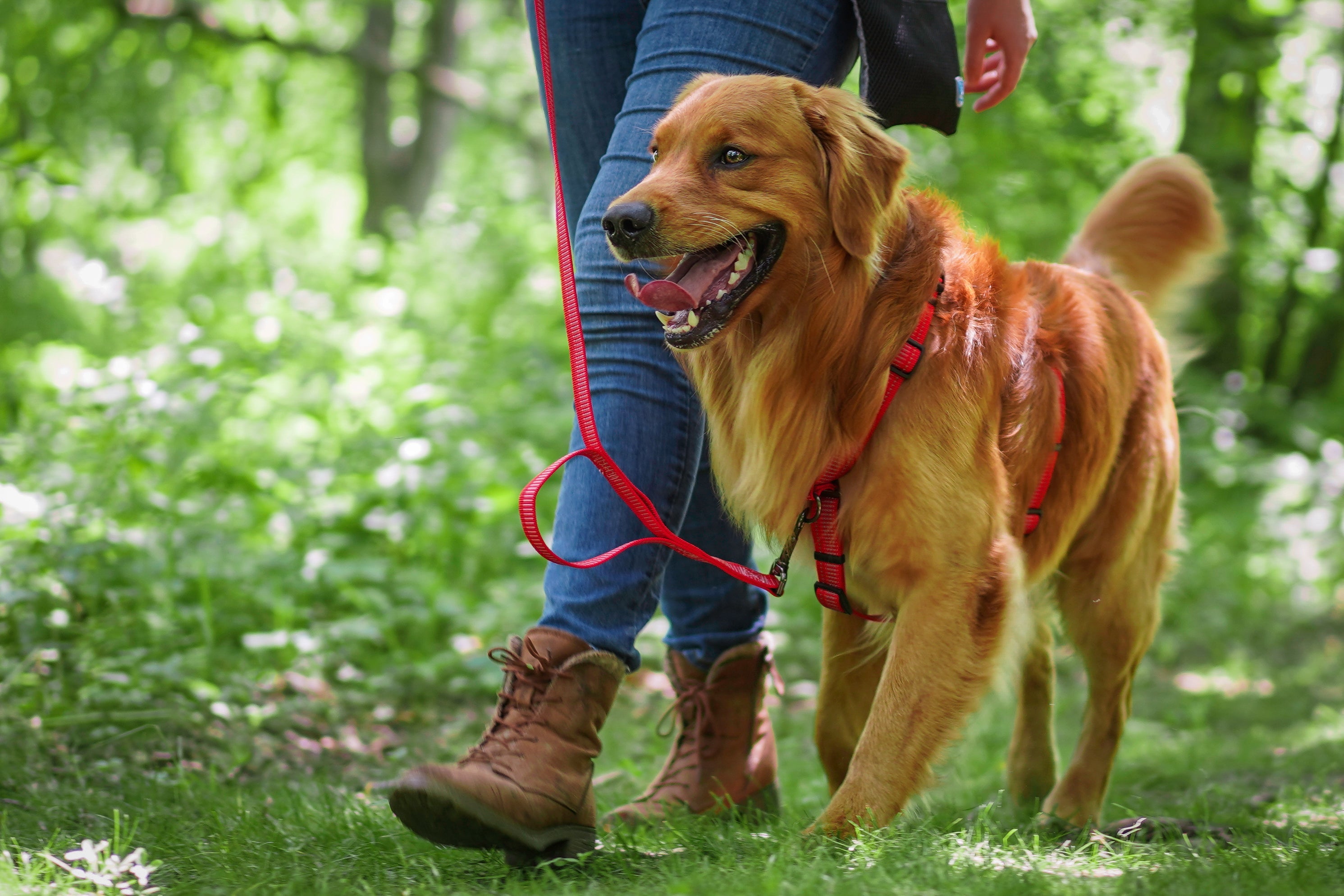 Balance Harness® Collection | Leashes, Harnesses, Collars & More – Blue ...