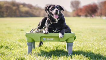 KLIMB® Collection | Award Winning Dog Training Products – Blue-9 Pet ...