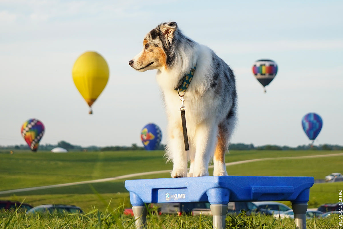 Blue-9 Pet Products | Dog Training Solutions & More