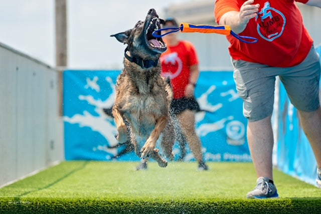 KLIMB Classic – Blue-9 Pet Products