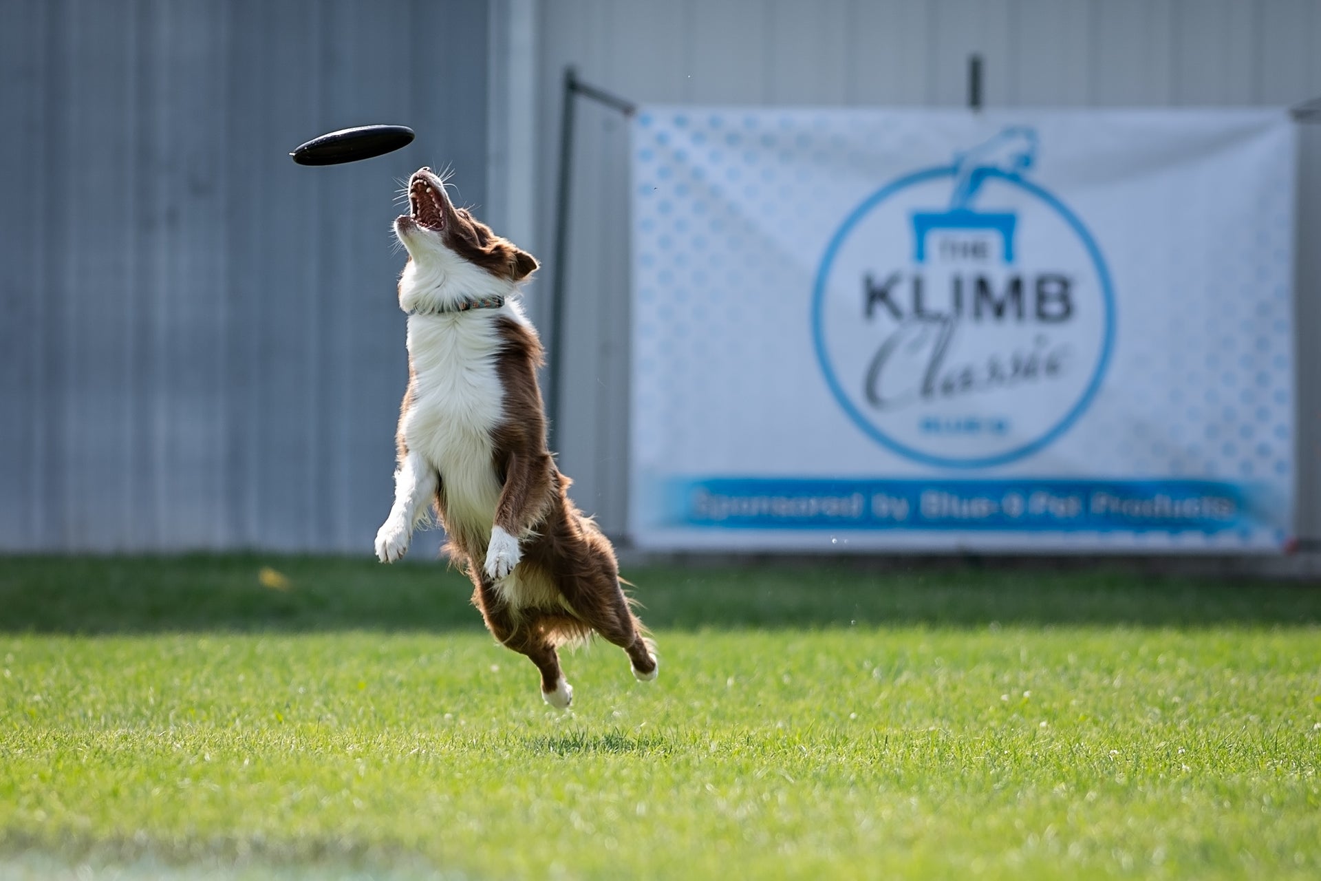 KLIMB Classic – Blue-9 Pet Products