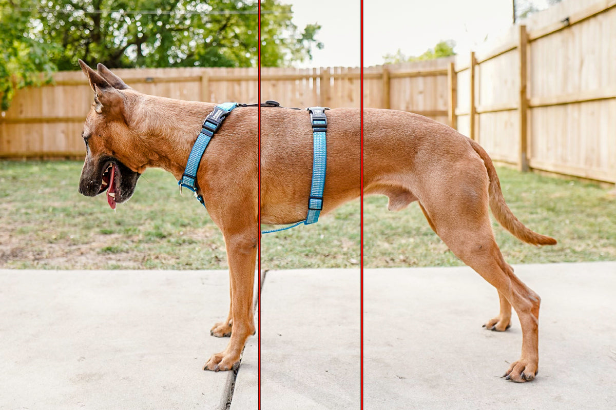 How to Fit the Balance Harness® | Dog Training Harness Sizing Tips ...