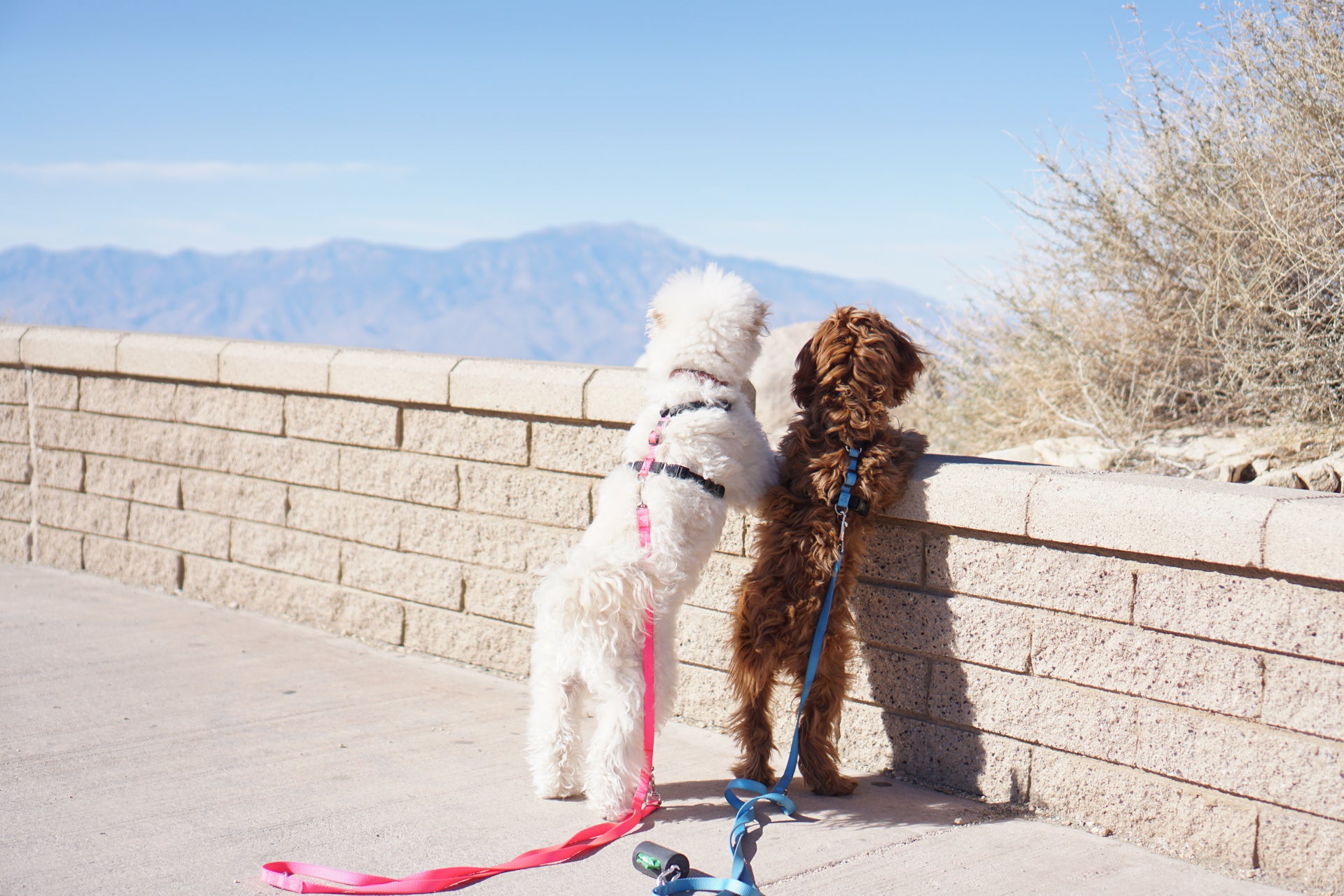 Balance Harness® Collection | Leashes, Harnesses, Collars & More – Blue ...