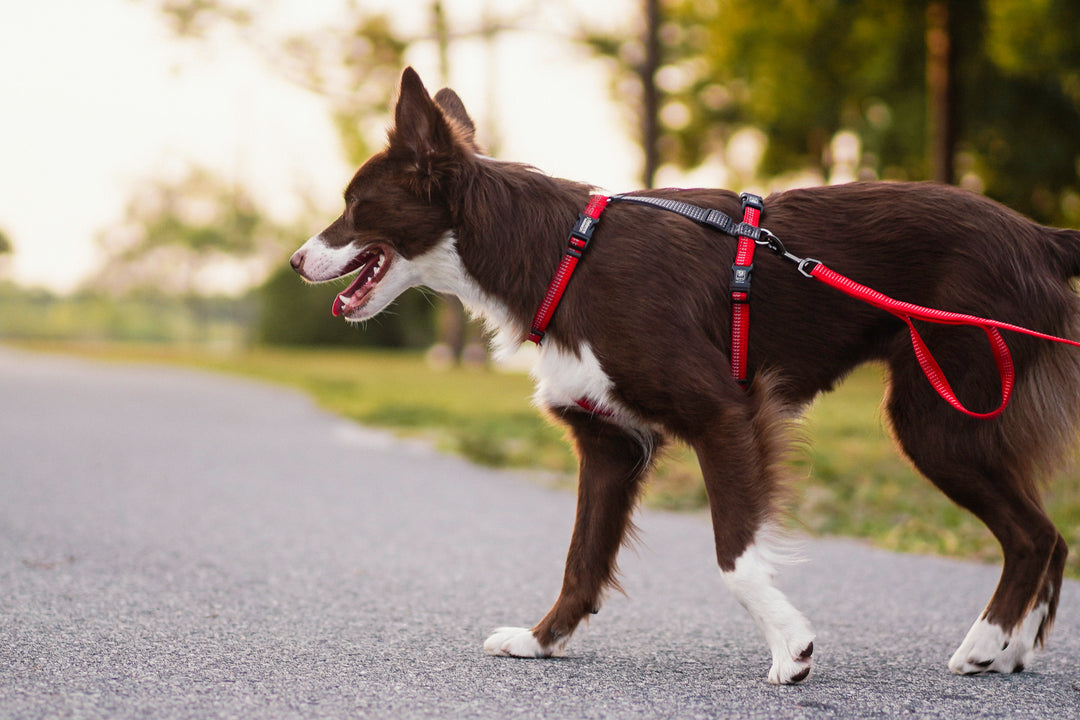 About the Balance Harness® | Sizing Chart & Video Tutorial – Blue-9 Pet ...