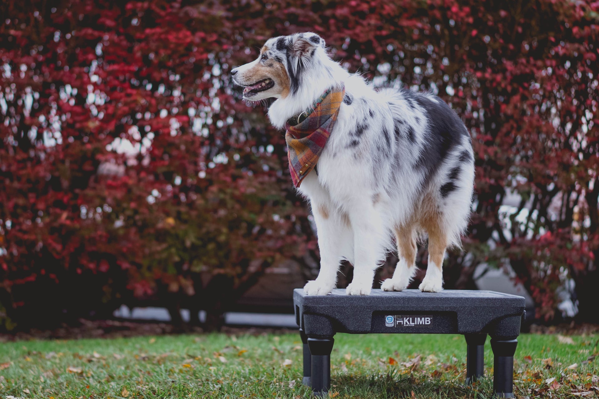 KLIMB® Collection | Award Winning Dog Training Products – Blue-9 Pet ...