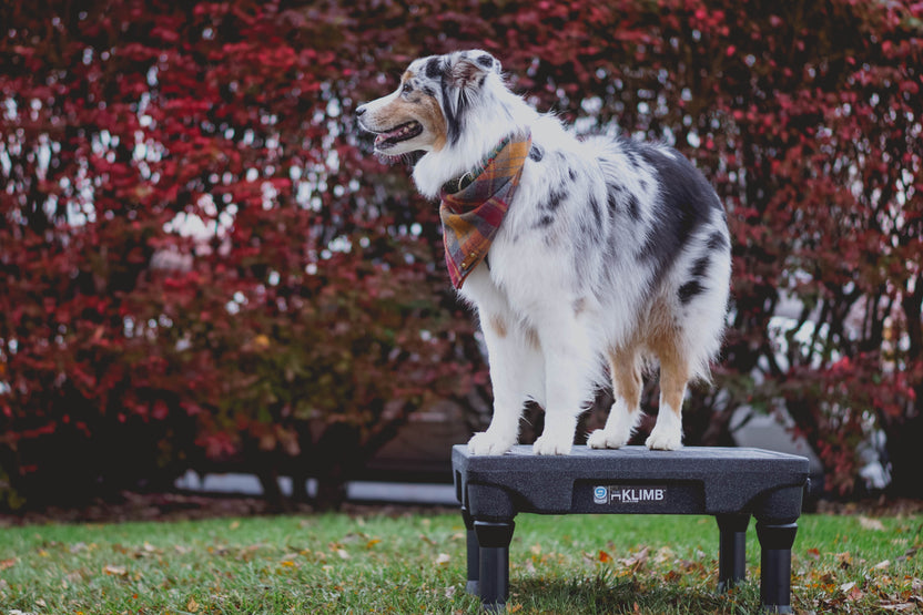 KLIMB® Collection | Award Winning Dog Training Products – Blue-9 Pet ...