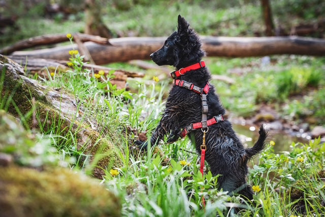 Balance Harness® Collection | Leashes, Harnesses, Collars & More – Blue ...