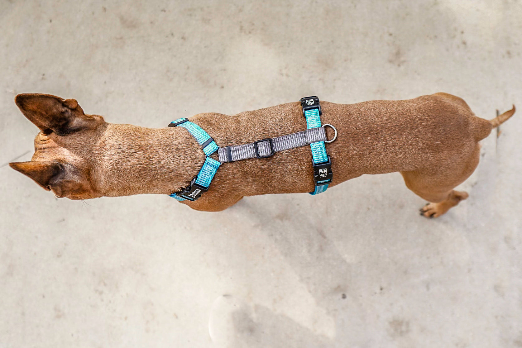 How to Fit the Balance Harness® | Dog Training Harness Sizing Tips ...