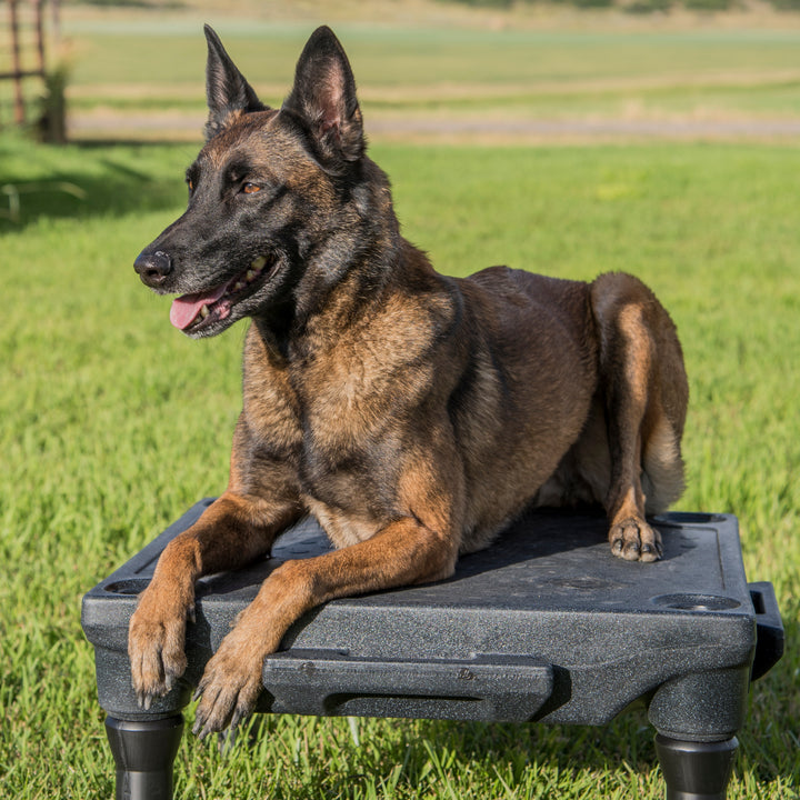About the KLIMB® Dog Training Platform | Details, Reviews & More – Blue ...