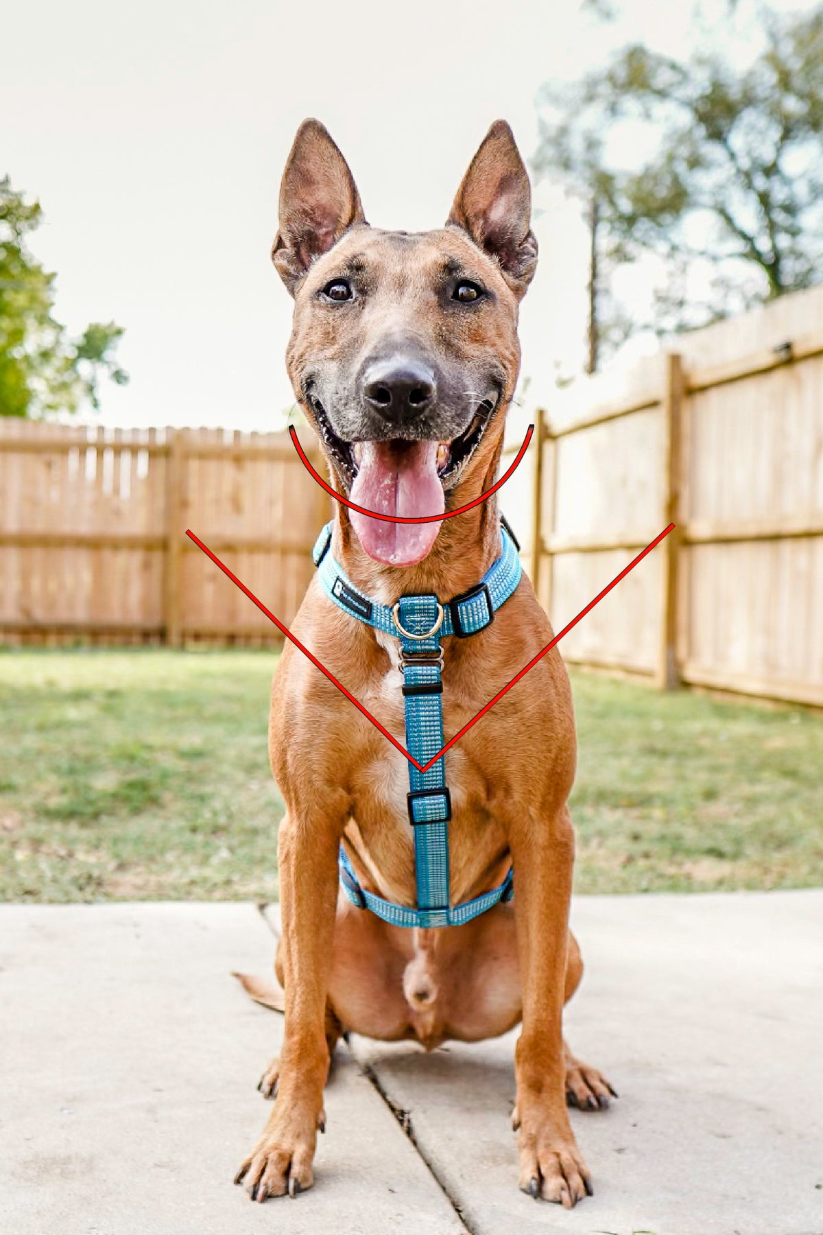 How to Fit the Balance Harness® | Dog Training Harness Sizing Tips ...