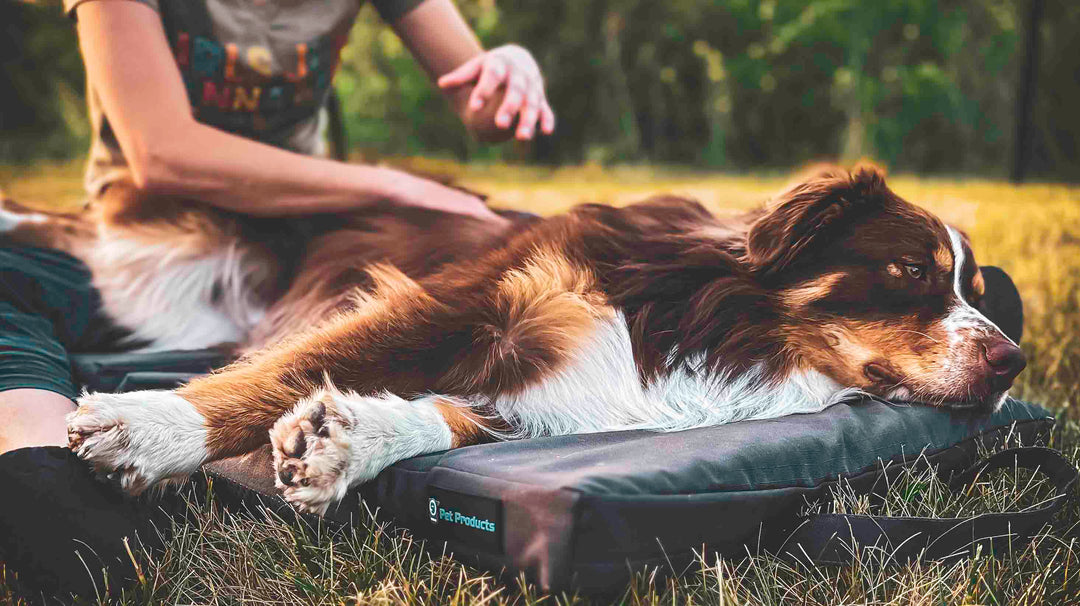 About the Balance Harness® | Sizing Chart & Video Tutorial – Blue-9 Pet ...