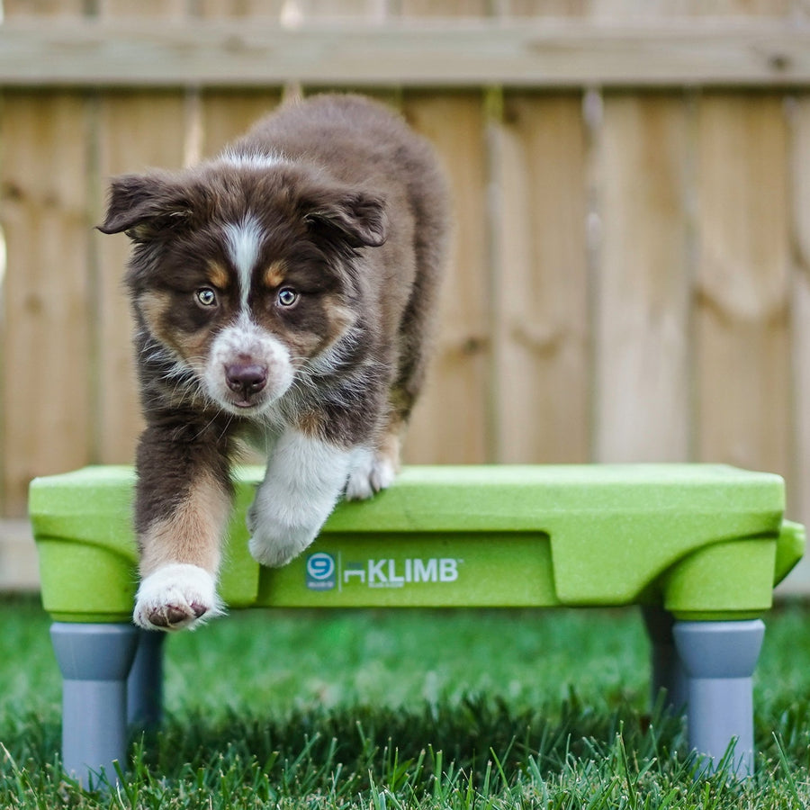 About the KLIMB® Dog Training Platform | Details, Reviews & More – Blue-9 Pet Products