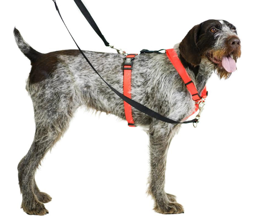 Balance Harness® | Six-Point Adjustable Dog Harness – Blue-9 Pet Products