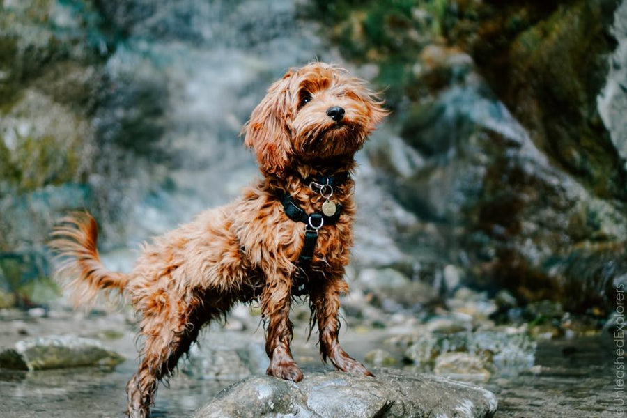 Balance Harness® | Six-Point Adjustable Dog Harness – Blue-9 Pet Products