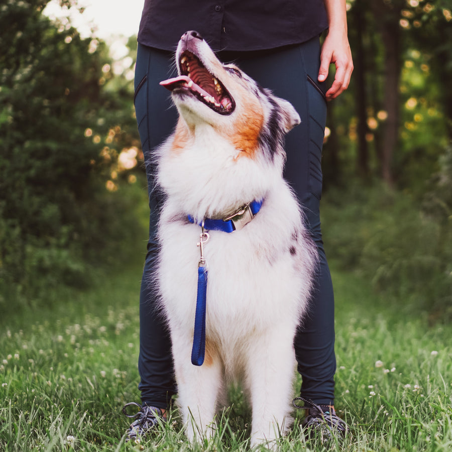 LEAD Dog Training Tab Leash | A Convenient Mini Dog Leash – Blue-9 Pet ...