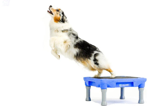 Shop Blue-9 Pet Training Products | Proven Dog Training Equipment ...