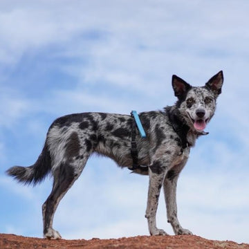 Blue-9 Pet Products | Dog Training Solutions & More