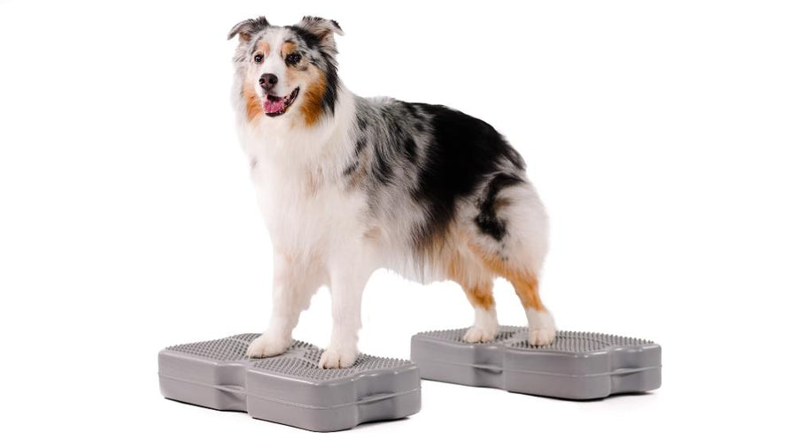 Propel Air Platform | Inflatable Dog Training Platform – Blue-9 Pet ...